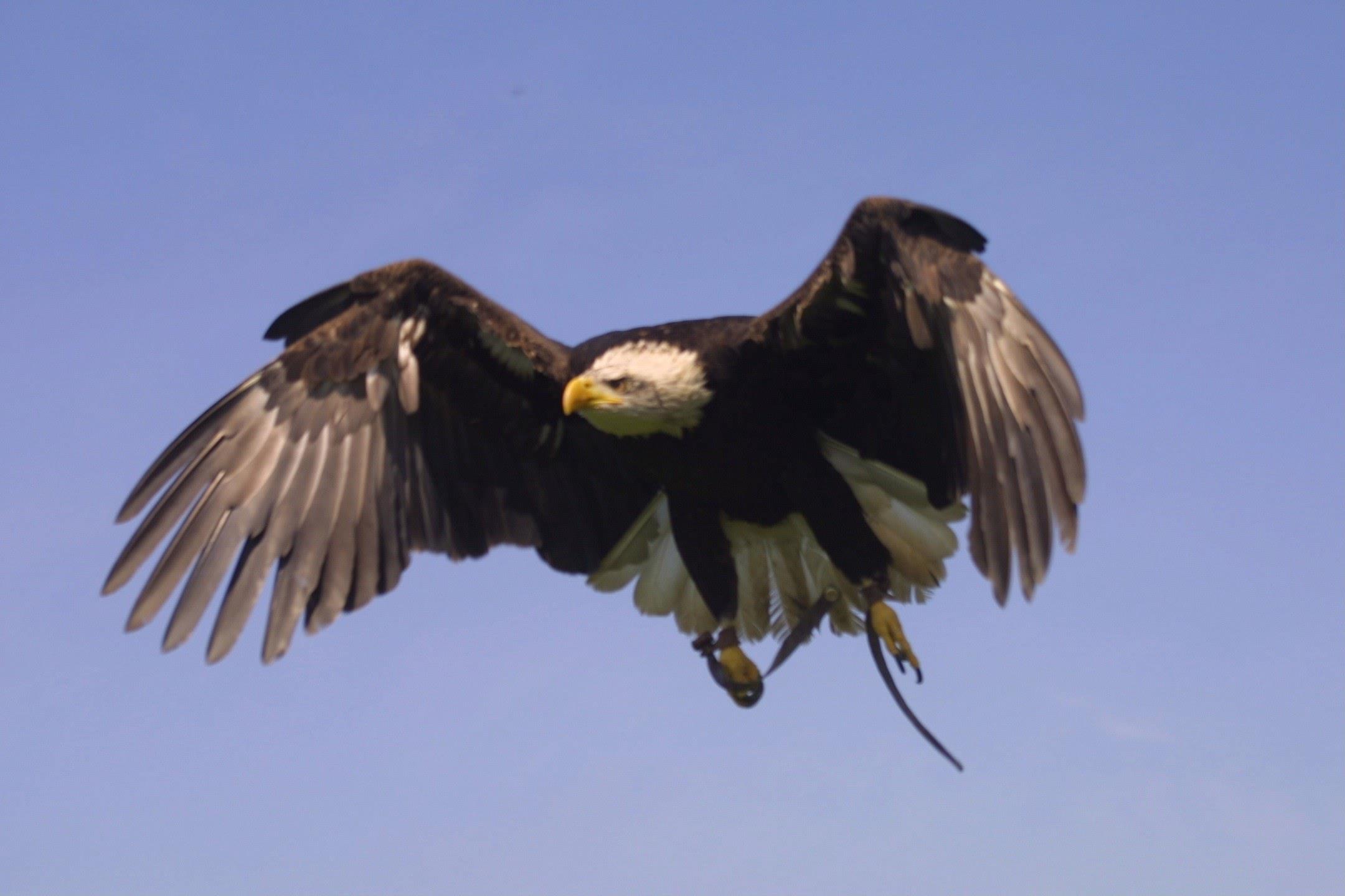 Eagle Heights Wildlife Park - Golf in Kent